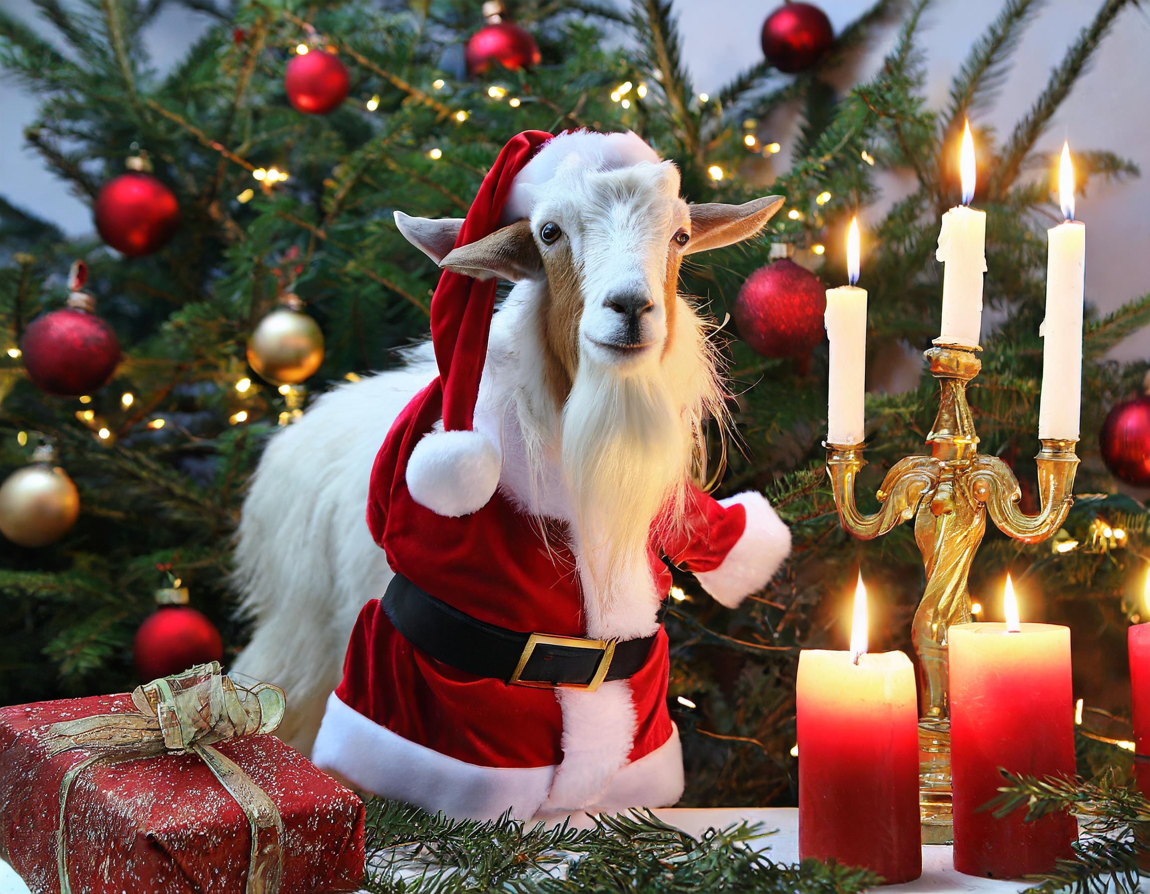 Værd at læse - JULENS SYMBOLER OG TRADITIONER | Hej Senior